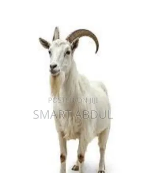 Goats in Nigeria for sale Prices on Jiji.ng