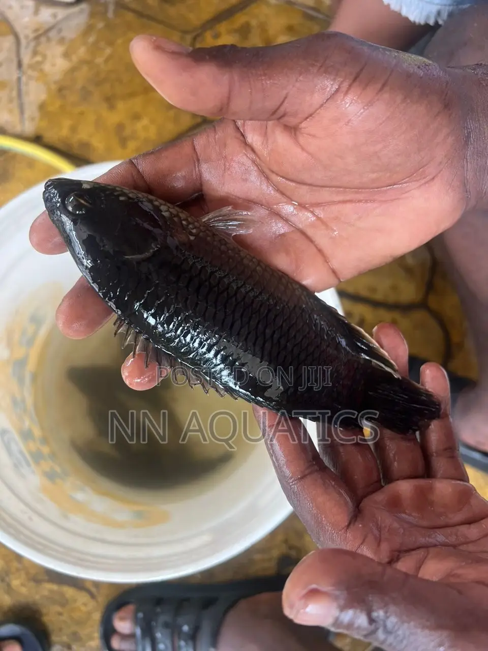 African Bush Fish in Ajah - Fish, Nn Aquatics | Jiji.ng