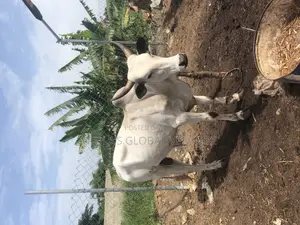 Cows in Lagos for sale Prices on Jiji.ng