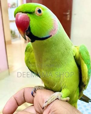 Male Lovely Green Indian Ringnecks in Ajah - Birds, Deemama Shop | Jiji.ng