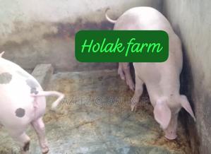 Land Race Boar in Abeokuta North - Farm Animals, Azeez Olakunle | Jiji.ng