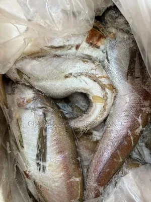 Fresh Fish in Nigeria for sale Prices on Jiji.ng