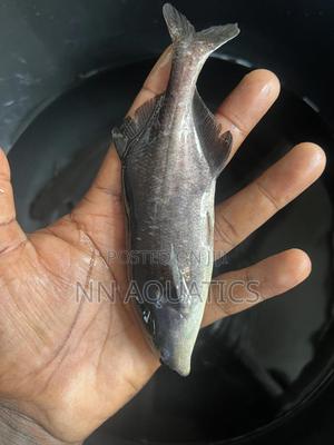 Marcusenius Species, Also Known as Elephant Fish in Ajah - Fish, Nn ...