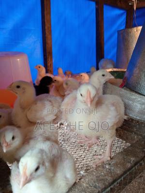 2 Weeks Old Birds Available for Sale at Affordable Prices in Ikwerre ...