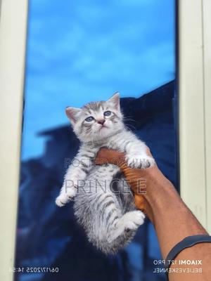 1-3 months Male Mixed Breed Persian in Ikoyi - Cats & Kittens, Prince ...