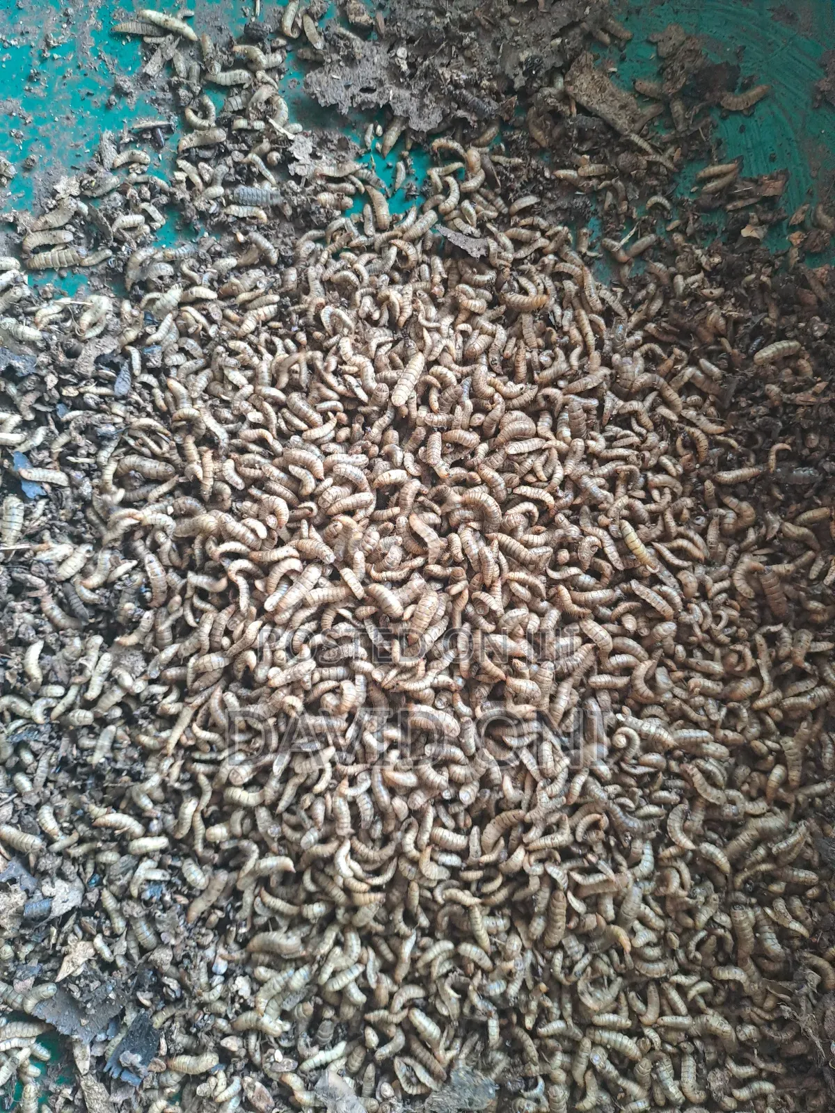 BSF Protein Animal Feed, Chicken and Fish Feed in Ikeja - Farm Animal ...