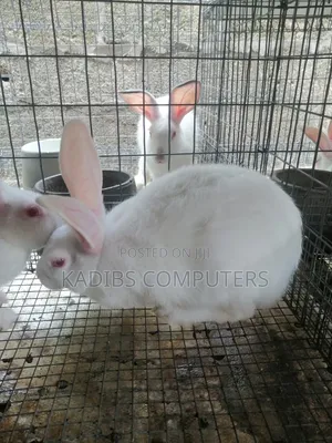 Other Animals in Nigeria for sale Price on Jiji.ng