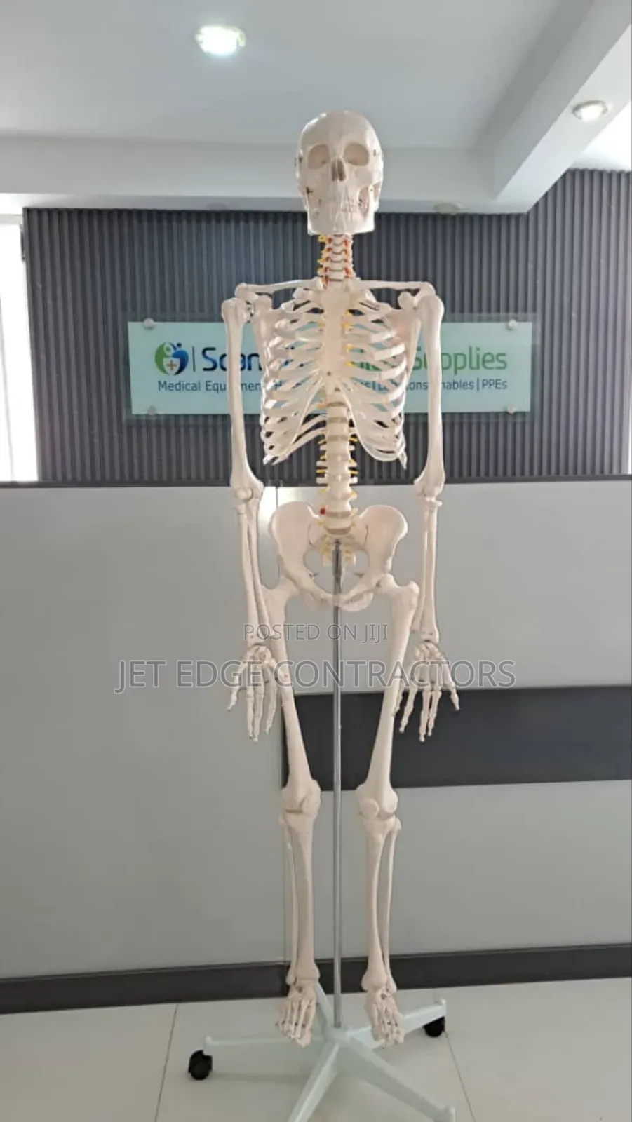 Artificial Laboratory Skeleton - Jet Edge Contractors Price: ₦ 200,000 ...