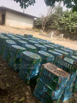 Broiler Chickens in Nigeria for sale Prices on Jiji.ng