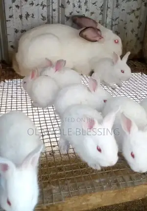 Other Animals in Nigeria for sale Price on Jiji.ng