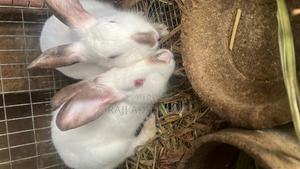 Male Adult Rabbit in Ibadan - Farm Animals, Raji Adioolami | Jiji.ng