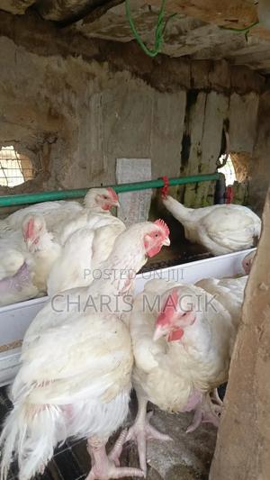 Big Broilers in Ado-Odo/Ota - Farm Animals, Charis Magik | Jiji.ng