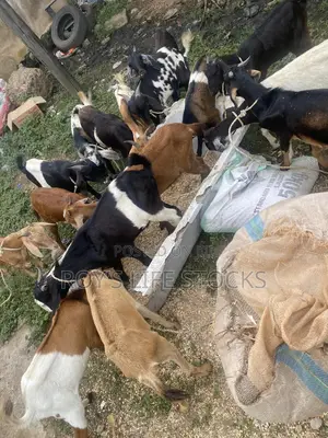 Goats in Nigeria for sale Prices on Jiji.ng