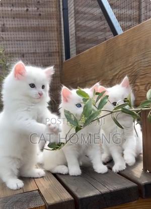1-3 months Female Purebred Turkish Angora in Ikeja - Cats & Kittens ...