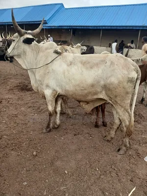 Cows in Lagos for sale Prices on Jiji.ng
