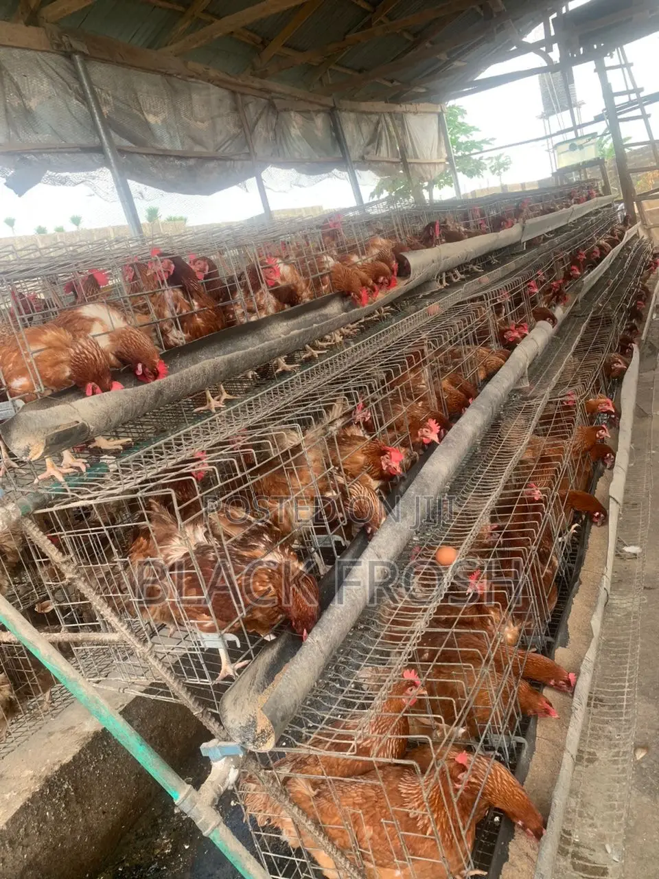 Poultry Farm in Ado-Odo/Ota - Commercial Property for Sale, Black Frosh ...