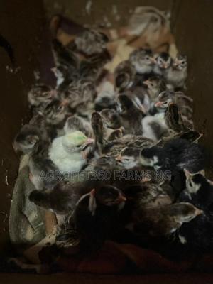 Belgian Guinea Fowl Keets in Zuba - Farm Animals, Agro Pet | Jiji.ng