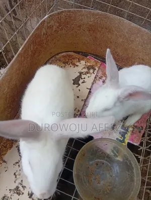 Rabbits in Nigeria for sale Prices on Jiji.ng