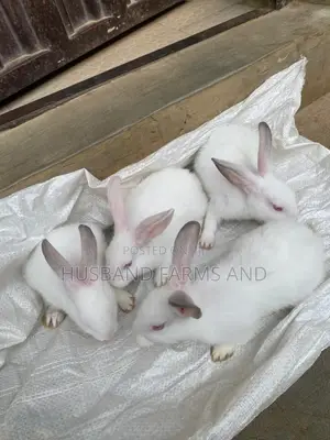 Other Animals in Nigeria for sale Price on Jiji.ng