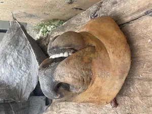 Goats in Nigeria for sale Prices on Jiji.ng