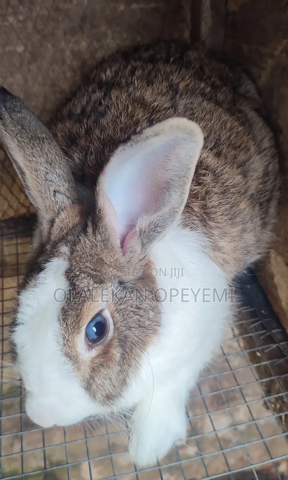 Mature Rabbit Breeds in Osogbo - Farm Animals, Olalekan Opeyemi | Jiji.ng