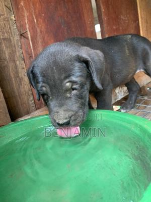 1-3 months Male Purebred Neapolitan Mastiff in Surulere - Dogs ...