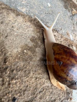 Snails (Point of Lay) in Zuba - Farm Animals, Agro Pet | Jiji.ng
