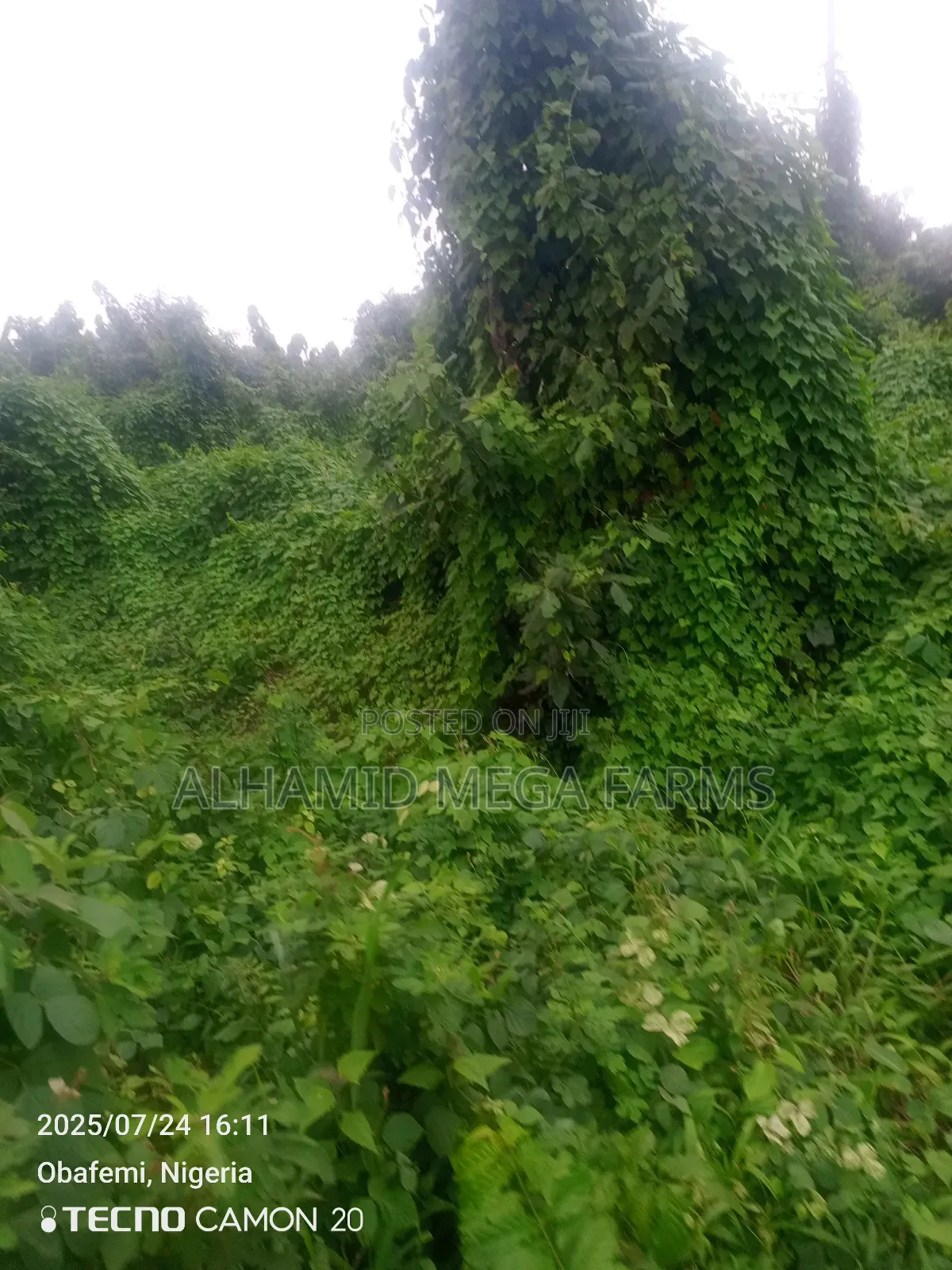 1000 Acres of Farmland at 180,000 in Itesiwaju - Land & Plots for Sale ...