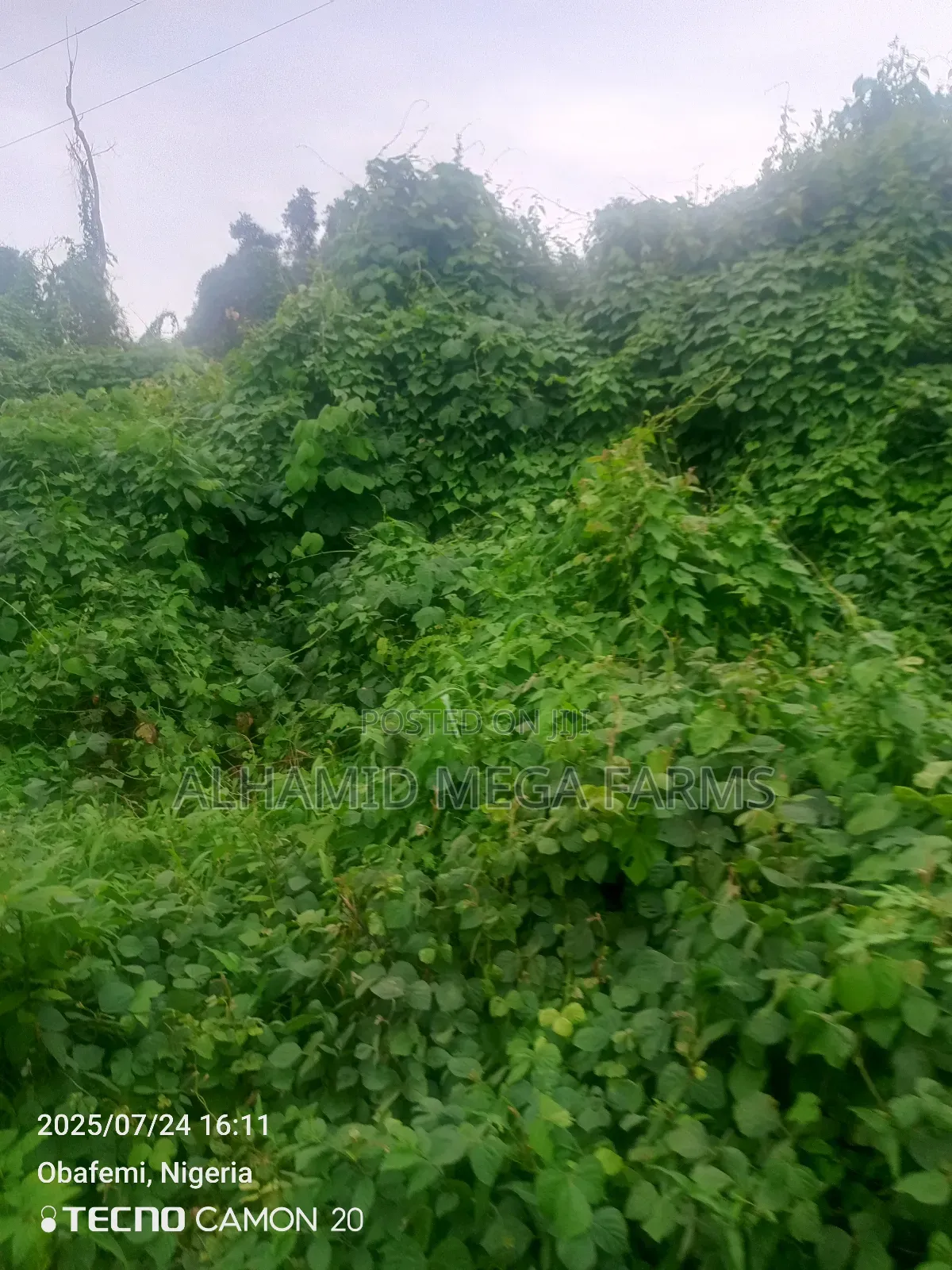 1000 Acres of Farmland at 180,000 in Itesiwaju - Land & Plots for Sale ...