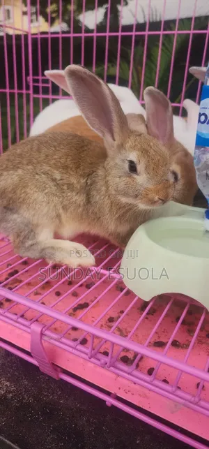 Other Animals in Nigeria for sale Price on Jiji.ng