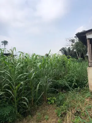 Land & Plots For Sale in Nigeria Prices in June 2026 on Jiji.ng