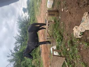 Male Horse in Ado-Odo/Ota - Other Animals, Adejuwon Anibi | Jiji.ng