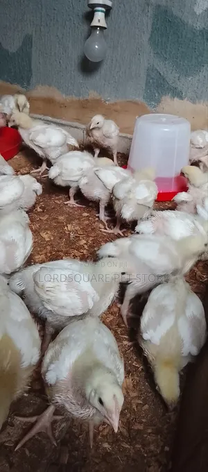Aggregated Broilers Chicken Ross 308 in Alimosho - Farm Animals ...