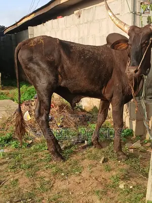 Cows in Lagos for sale Prices on Jiji.ng
