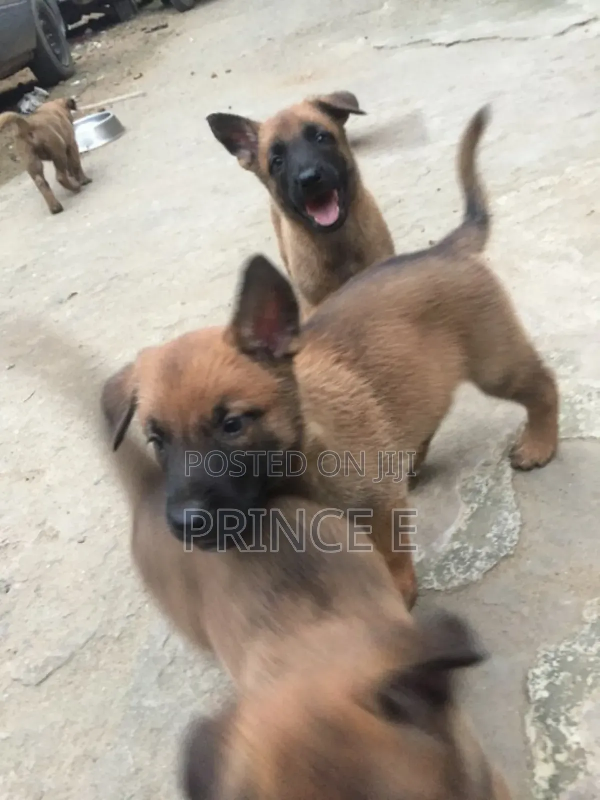 1-3 months Male Purebred Belgian Malinois in Jos - Dogs & Puppies ...