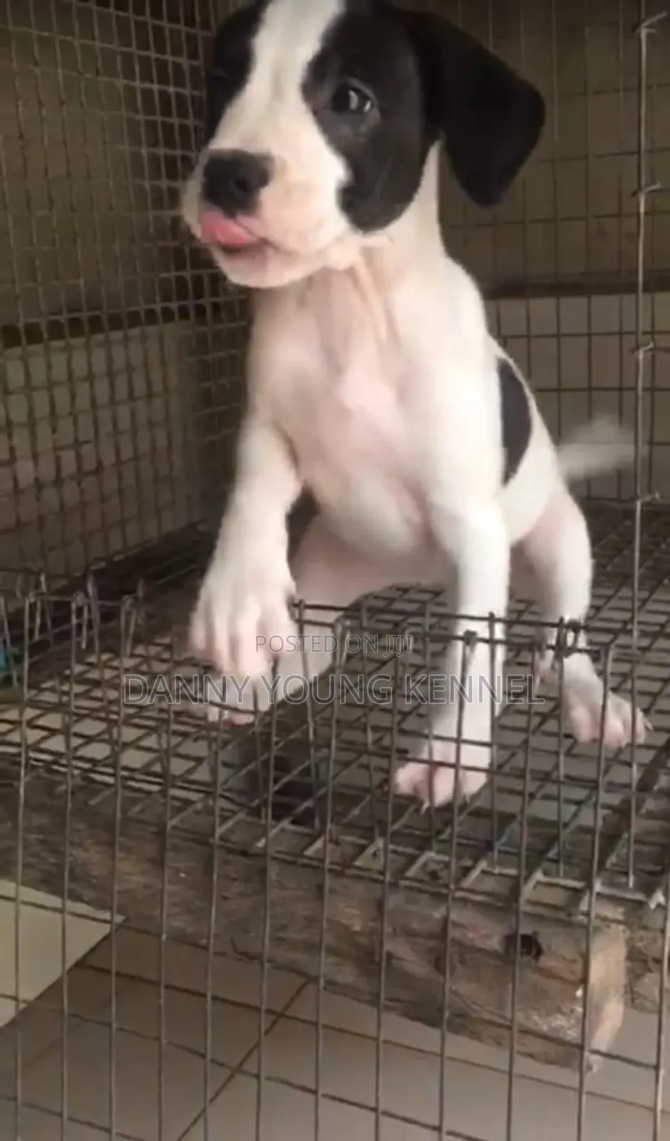 1-3 months Female Purebred American Pit Bull Terrier in Oshodi - Dogs ...