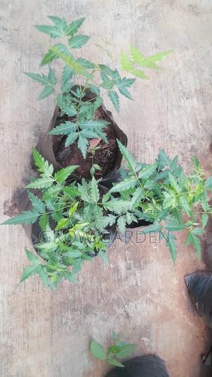 Dongoyaro or Neem Seedlings in Surulere - Feeds, Supplements & Seeds ...