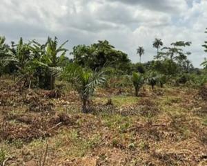 Acres of Palm Oil Farmlands With C of O at Imeko-Afon After Abeokuta in Abeokuta North - Land ...