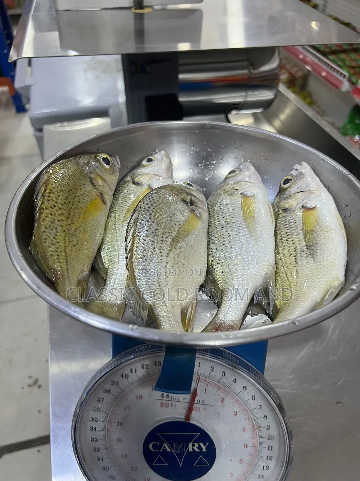 White Snapper Fish Small Sizes Available in Lekki - Food & Beverages ...