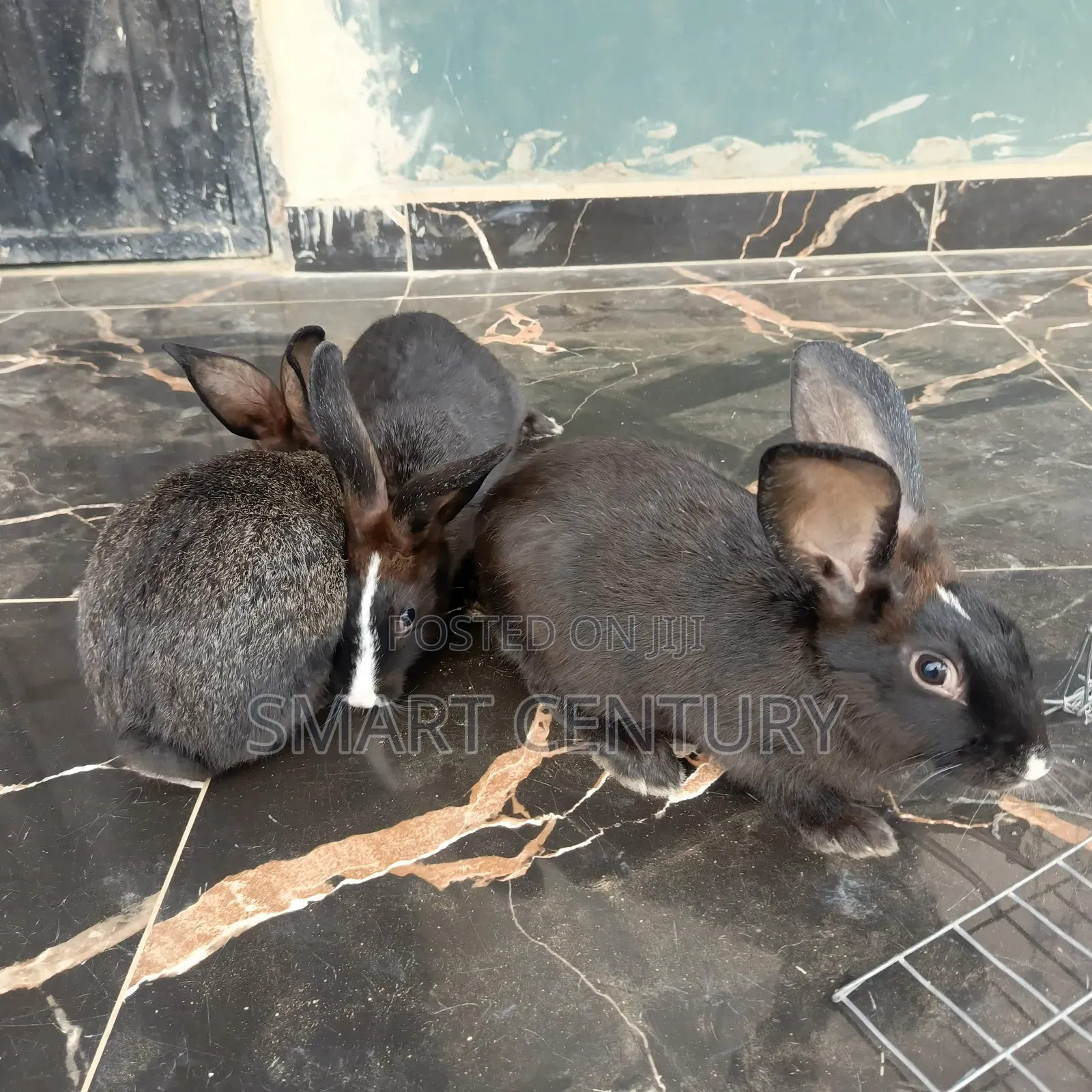 Adult Rabbit in Ado-Odo/Ota - Farm Animals, Akindele Segun | Jiji.ng