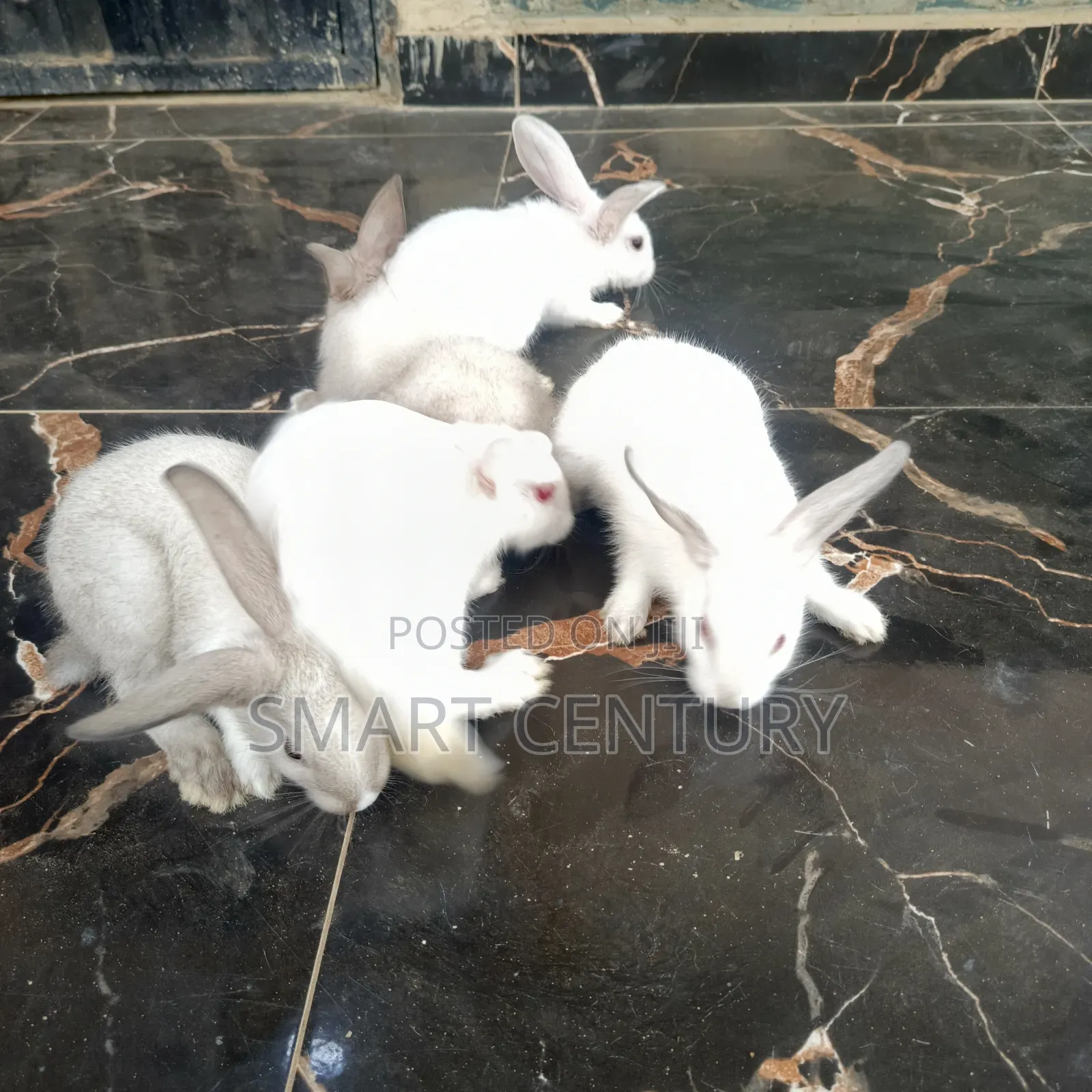 Rabbits for Sale in Ado-Odo/Ota - Farm Animals, Akindele Segun | Jiji.ng