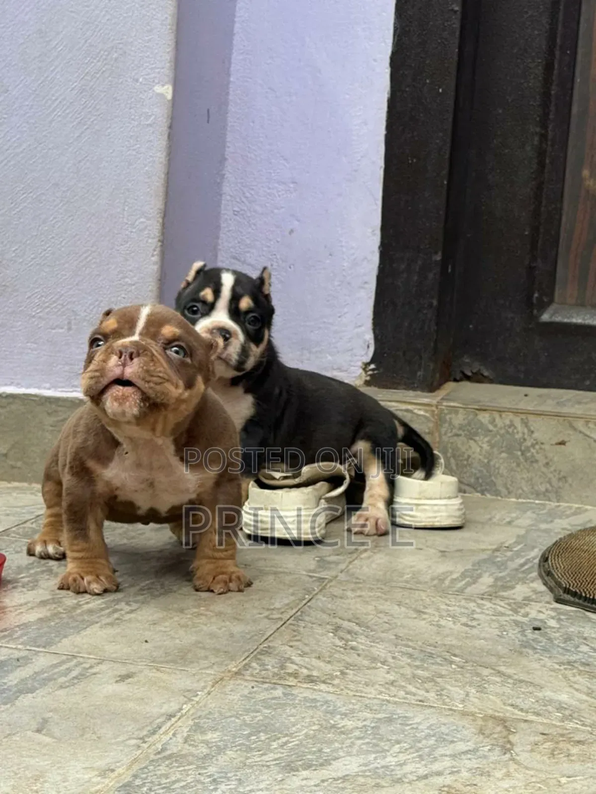 1-3 months Female Purebred American Bully in Kaduna / Kaduna State ...