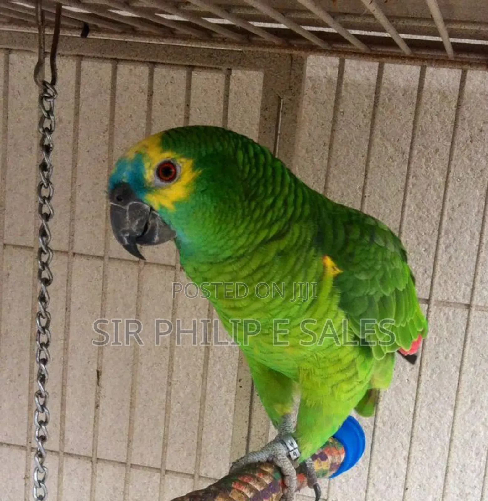 Senegal Lee Bird (Senegalus) for sale - Sir Philip E sales Price: ₦ ...