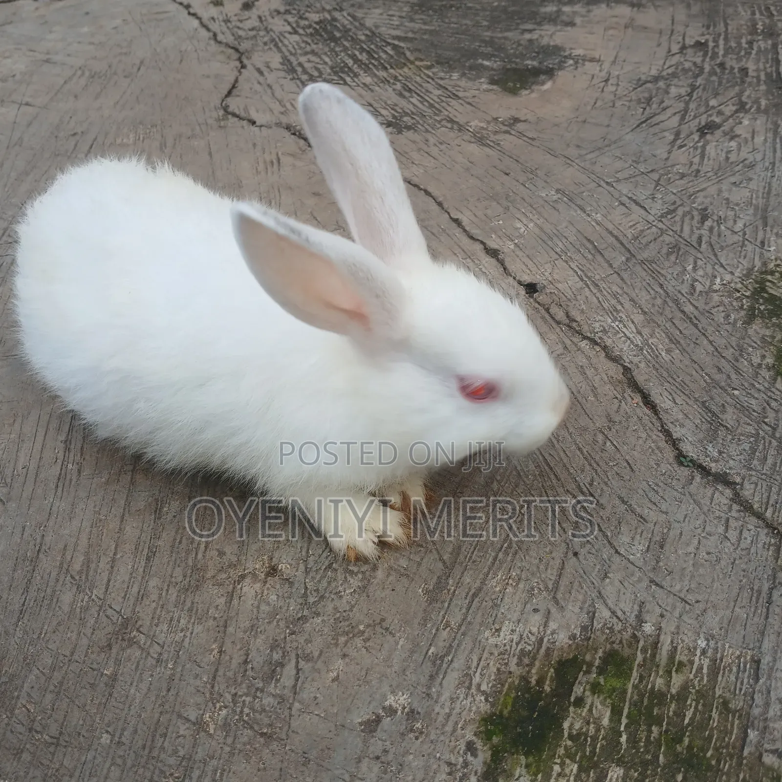 Hyla Max, New Zealand White, Chinchilla Rabbits, California White in ...