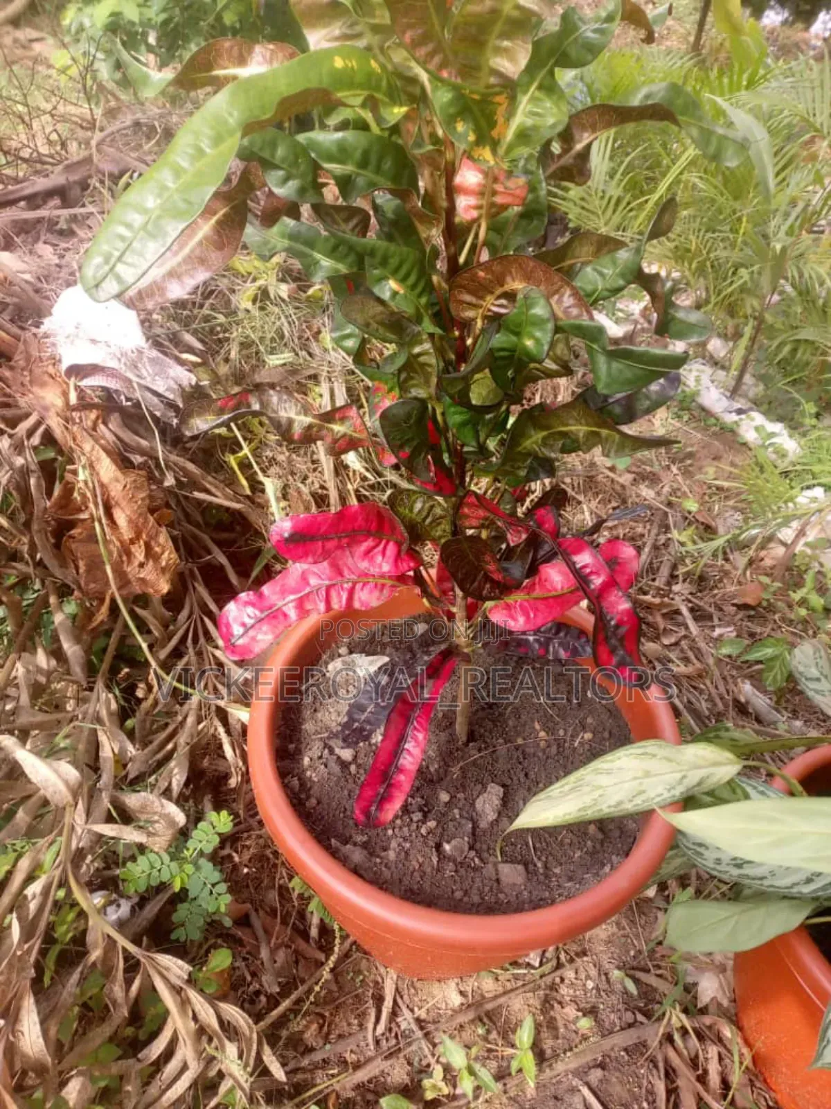 Flowers Beautification Commercial Landscape for sale - Vickeeroyal ...