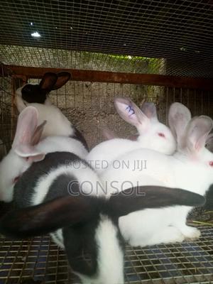 Rabbits Weaners in Benin City - Farm Animals, Solomon Ekpo | Jiji.ng