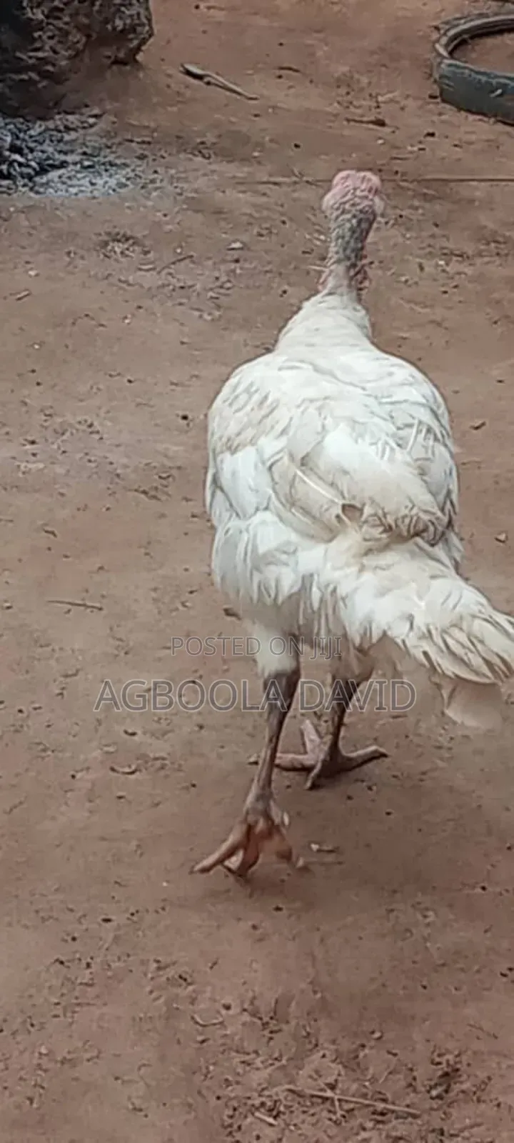 Foreign Turkey in Ilorin South - Farm Animals, Agboola David | Jiji.ng
