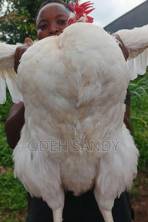 Sandy's Farm in Benin City - Farm Animals, Odeh Sandy | Jiji.ng