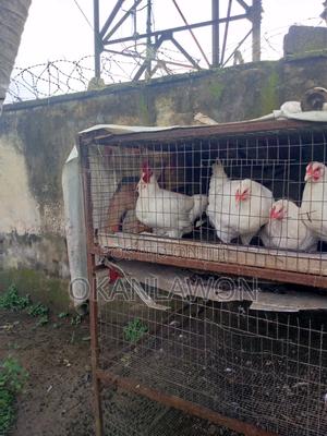 Mature Boiler Chicken in Epe - Farm Animals, Okanlawon Goodnews | Jiji.ng