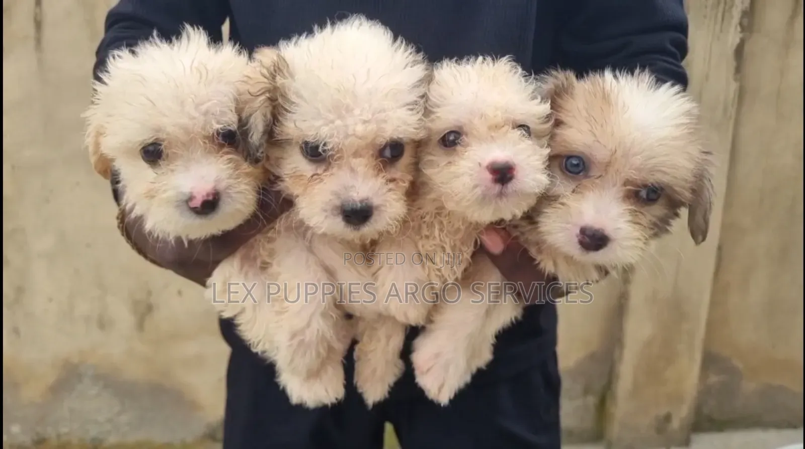 1-3 months Female Purebred Lhasa Apso in Oshodi - Dogs & Puppies, Okoye ...